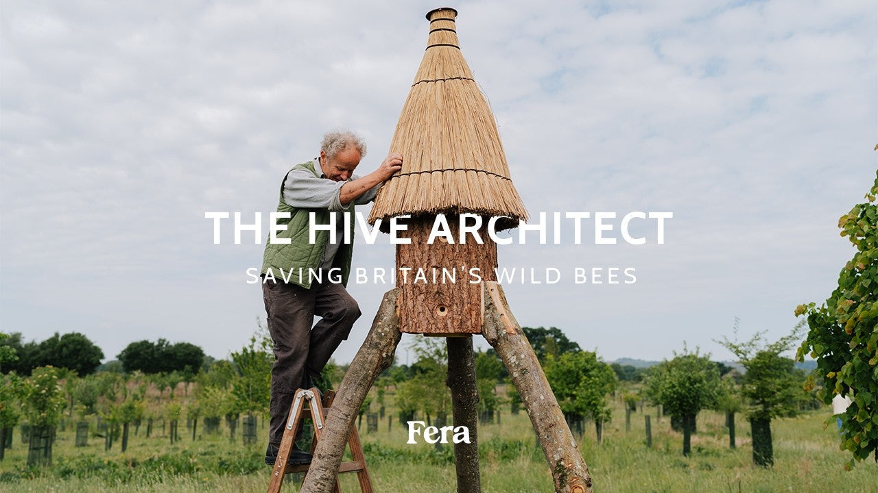 The Hive Architect – Colony Bees